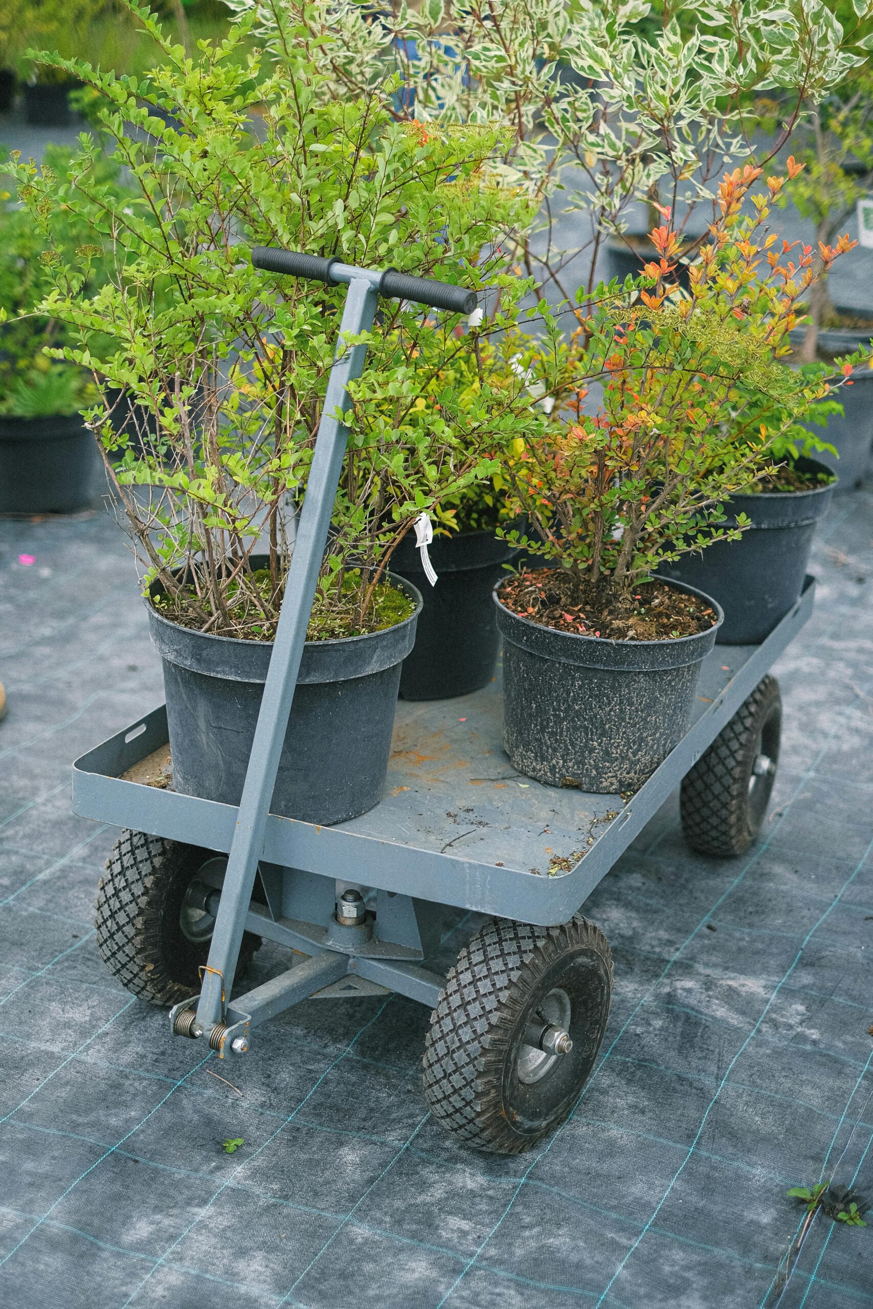 Essential Garden Tools: A Professional's Guide to Must-Have Equipment ...